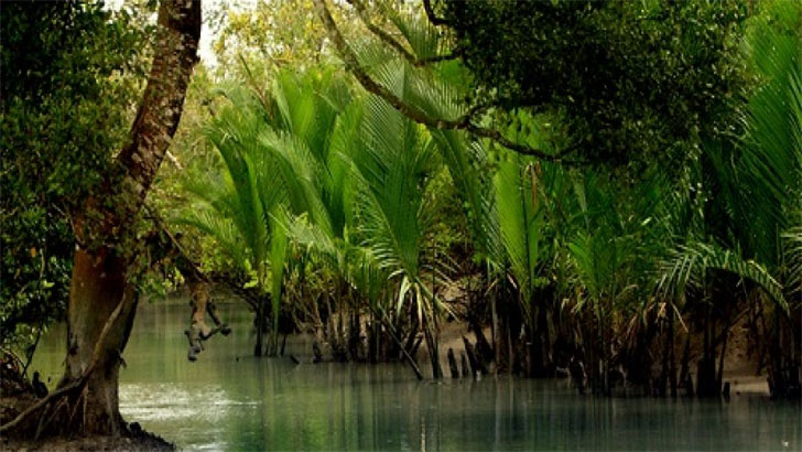 THE SUNDARBAN